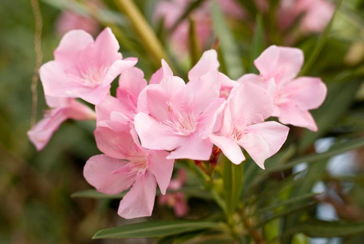 Having pink flowered oleanders like the Petite Pink - Dig It Right | Dig It Right