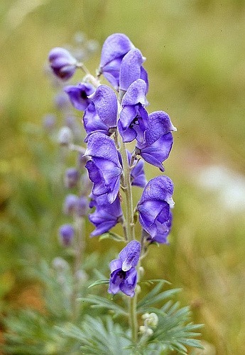 Brief information about Monkshood - Dig It Right | Dig It Right