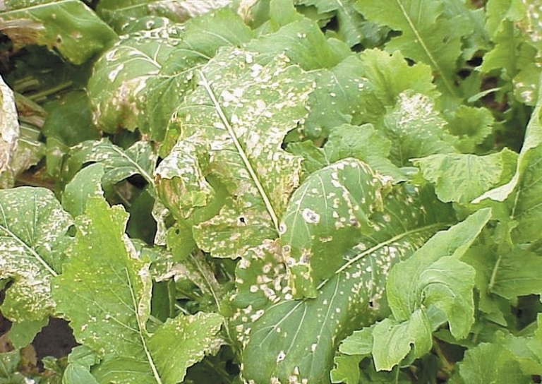 The usual problem of turnips; white spots - Dig It Right | Dig It Right