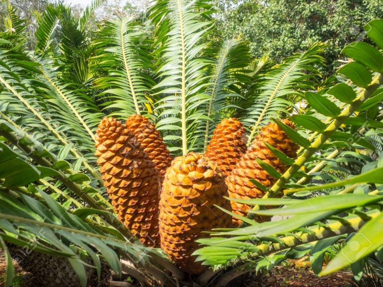 Cycad-growing tips - Dig It Right | Dig It Right
