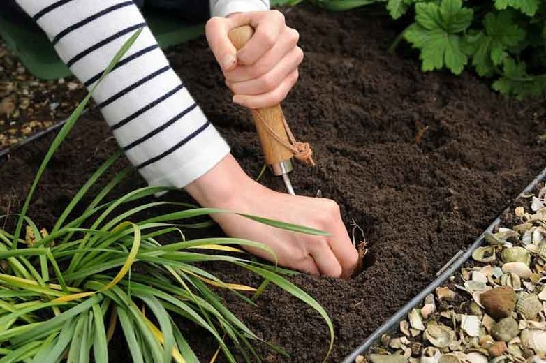 How to properly plant your lillies - Dig It Right | Dig It Right