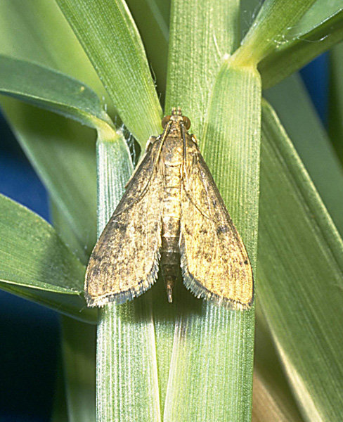 The pesky Tropical Sod Webworms - Dig It Right | Dig It Right