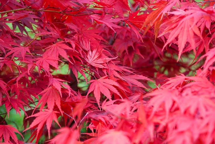 A new Japanese maple variety; the Chitose-Yama - Dig It Right | Dig It ...