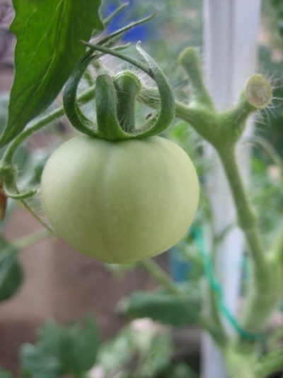 Proper care for your Purple Ball tomatoes - Dig It Right | Dig It Right