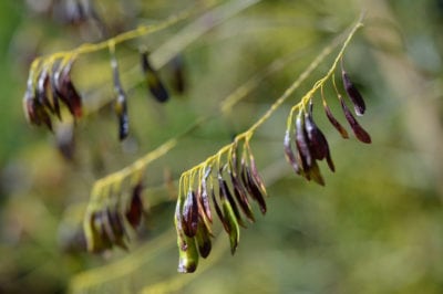 How to start woad from seeds - Dig It Right | Dig It Right