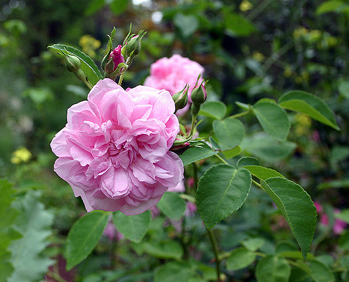 The May Queen; a flower with rambling habits - Dig It Right | Dig It Right