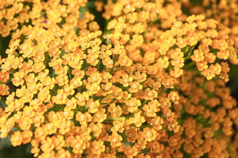 A guide in planting Inca Gold flowers - Dig It Right | Dig It Right