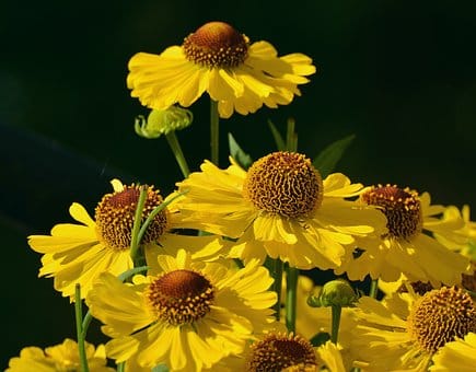 How to grow heleniums - Dig It Right | Dig It Right