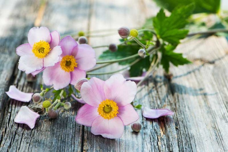 Growing Japanese anemones in your garden - Dig It Right | Dig It Right