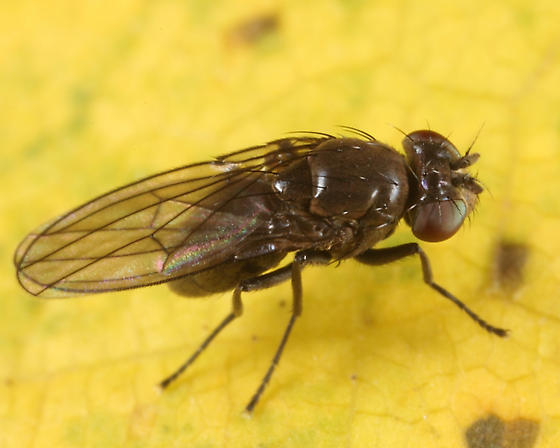 Getting rid of these pesky shore flies - Dig It Right | Dig It Right