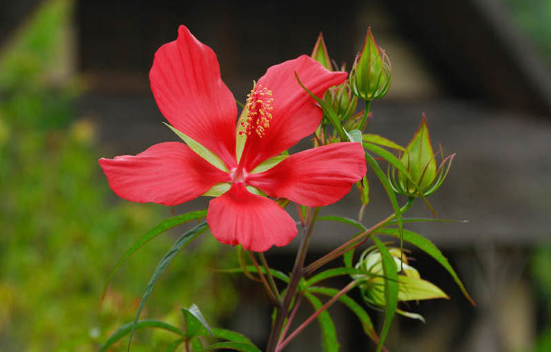 The beautiful Scarlet Rose Mallow is not to be ignored - Dig It Right ...