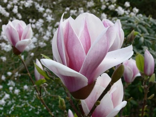 Flowers that bloom at best during spring - Dig It Right | Dig It Right