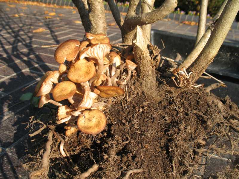 What to do on rotting mushrooms on cherry trees - Dig It Right | Dig It ...