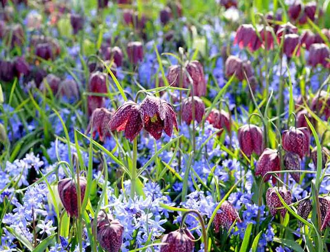 What you need to know about the Checkered Lily - Dig It Right | Dig It ...