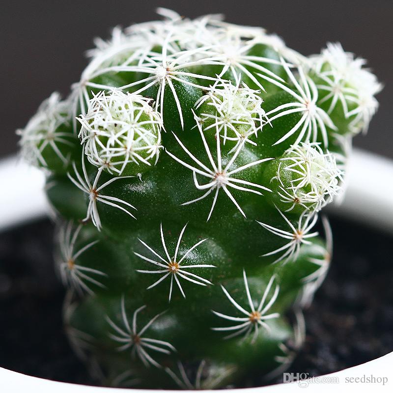 How to properly start planting cactus from seeds - Dig It Right | Dig ...