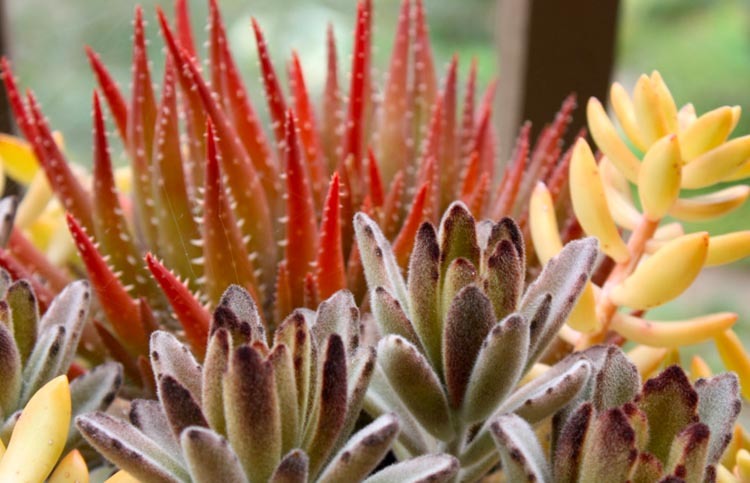 What's so special about Panda plants - Dig It Right | Dig It Right