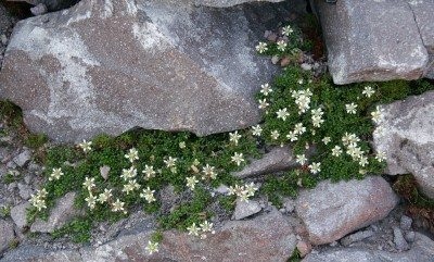 The stone breaking plants called Rockfoils - Dig It Right | Dig It Right