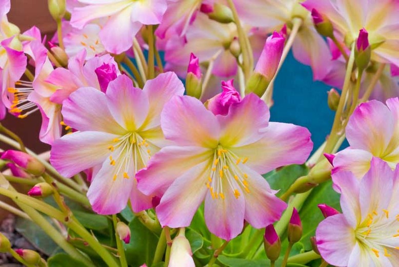 Tweedy's Lewisia; a certified head-turning flower - Dig It Right | Dig ...