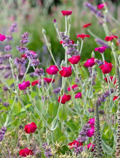 Rose Campion flowers for an attractive landscape - Dig It Right | Dig ...