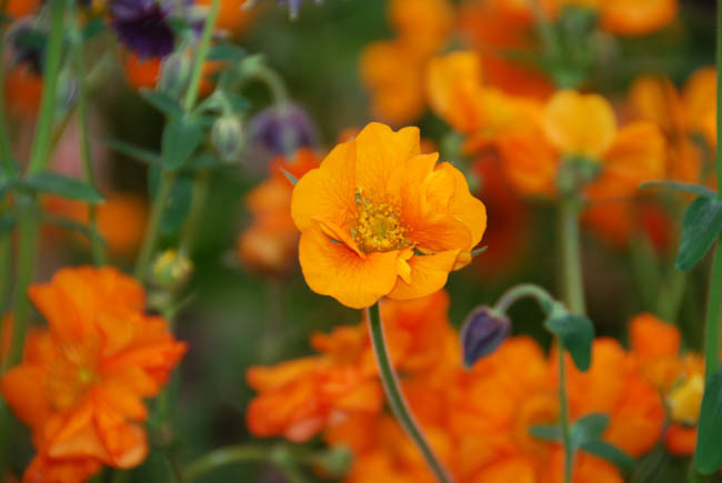 How to grow and care for Prinses Juliana flowers - Dig It Right | Dig ...