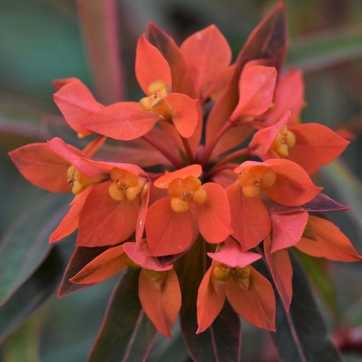 The glowing charm of the Fireglow flower - Dig It Right | Dig It Right