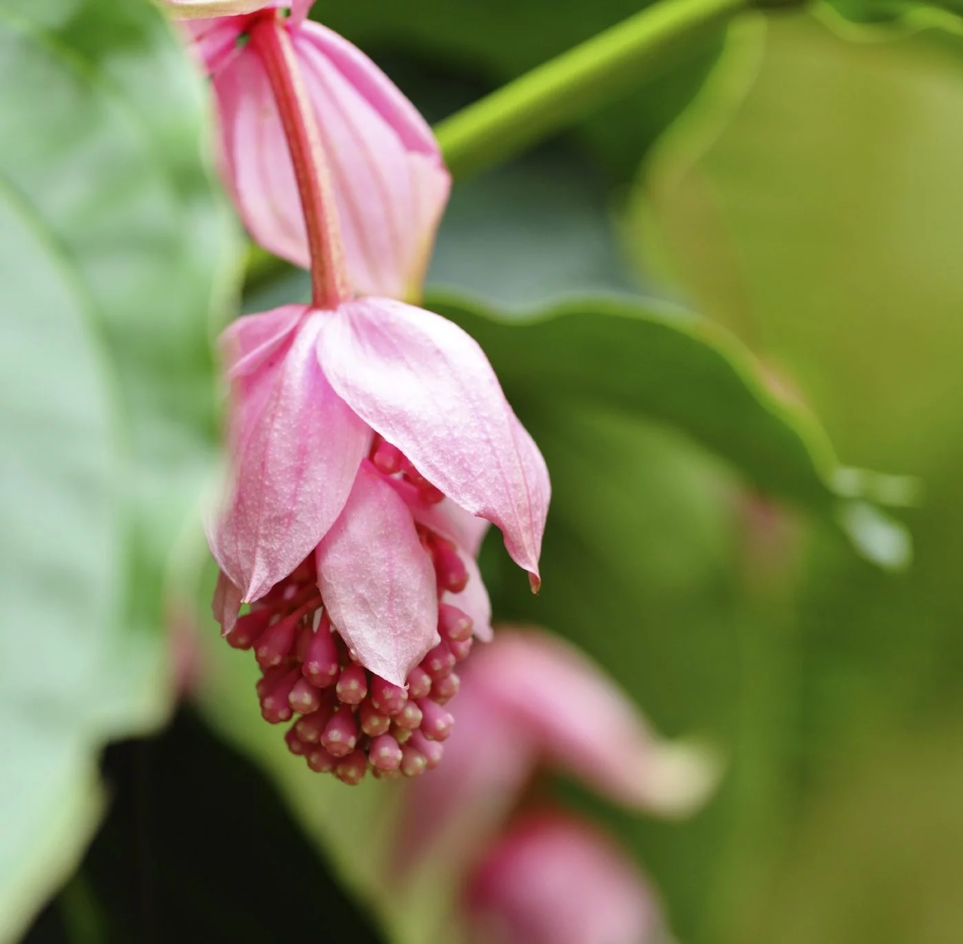 Essential information on Medinilla plants - Dig It Right | Dig It Right