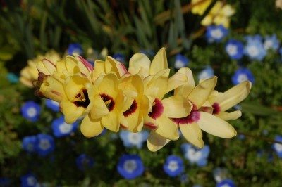 What you need to know about Ixia plants - Dig It Right | Dig It Right