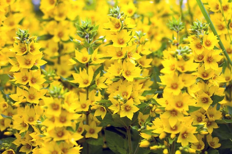 Essential guide in growing Yellow Loosestrife flowers - Dig It Right ...