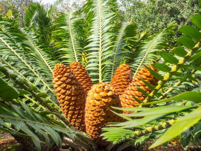 How to grow these plants called Cycads - Dig It Right | Dig It Right