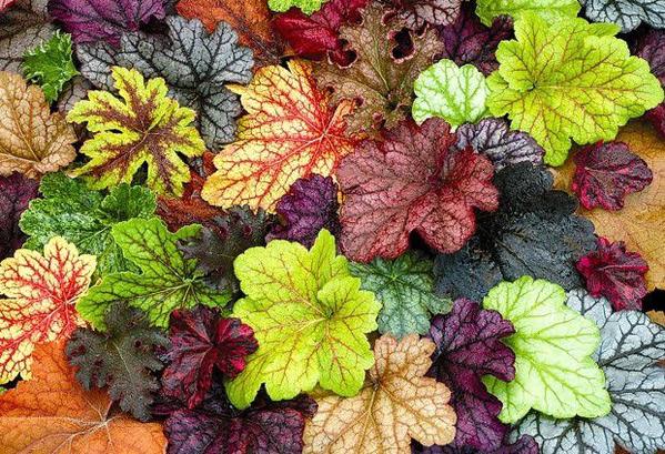 Growing different varieties of Heuchera plants - Dig It Right | Dig It ...