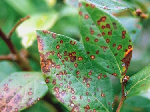 Blueberries that are affected by septoria disease - Dig It Right | Dig ...