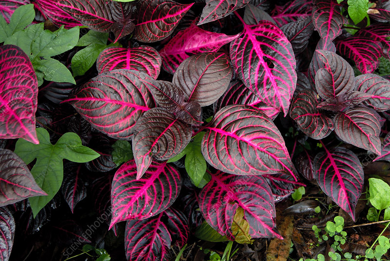 The ornamental favorites known as the Bloodleaf - Dig It Right | Dig It ...