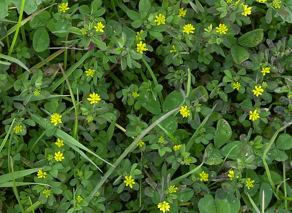 The lawn herb plants called Black Medick - Dig It Right | Dig It Right