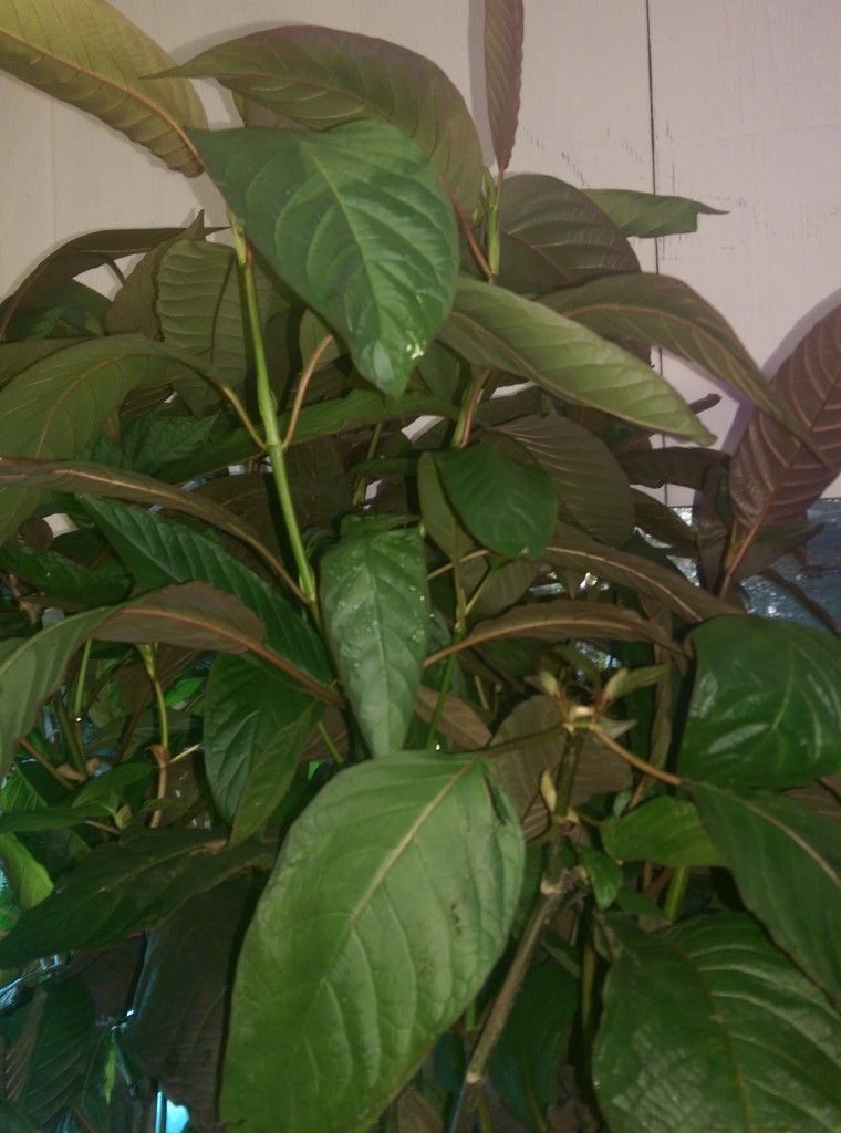 Plant defoliation and what to do with it - Dig It Right | Dig It Right