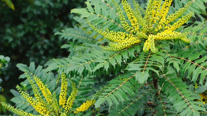 Mahonia shrubs; an essential growing guide - Dig It Right | Dig It Right