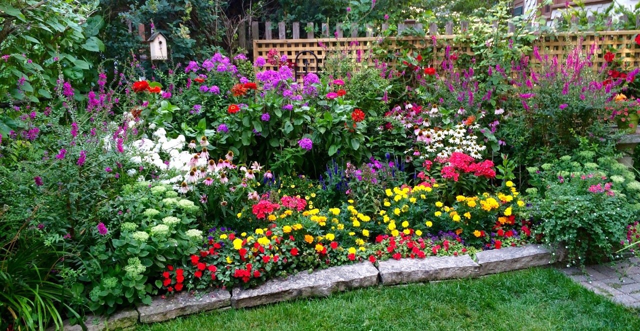 Beautiful annuals for a beautiful backyard - Dig It Right | Dig It Right