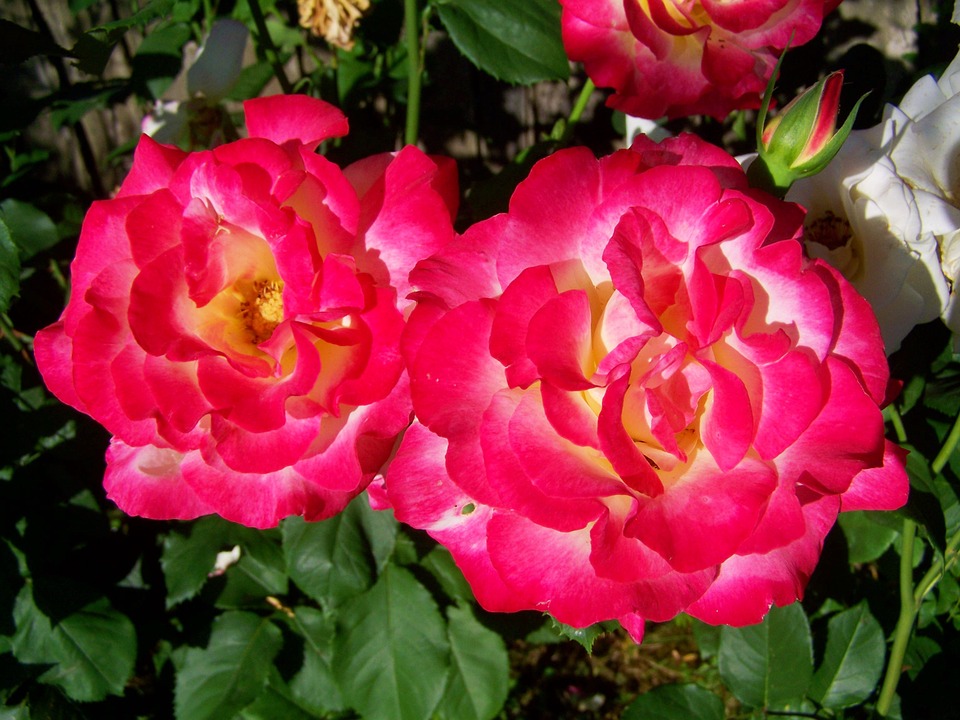 Cut roses and how should you grow them again - Dig It Right | Dig It Right