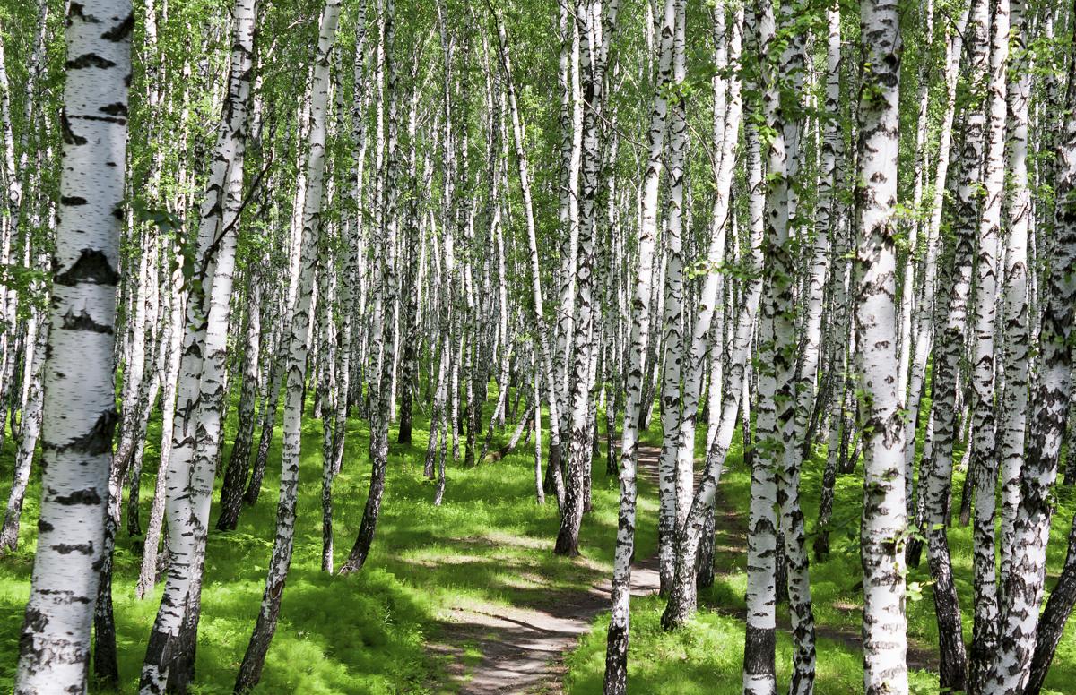 What you need to know about the Birch Tree - Dig It Right | Dig It Right