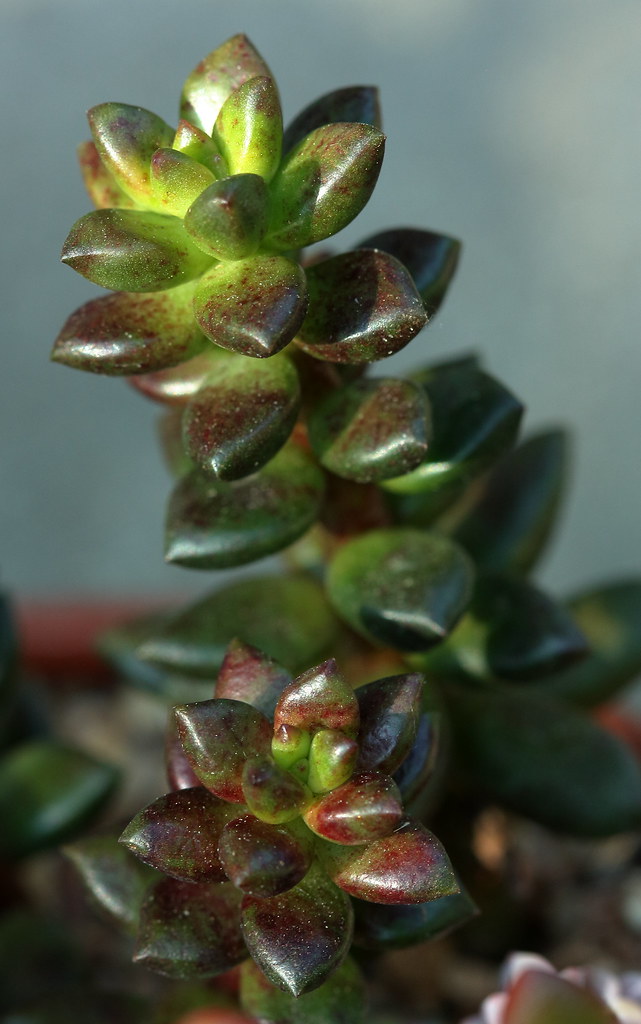 Jet Beads succulents is a must-have for you - Dig It Right | Dig It Right