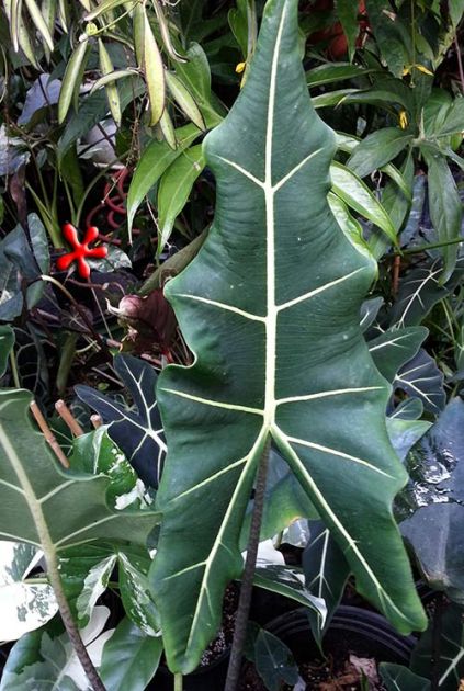 Alocasia plants; how to give them proper care - Dig It Right | Dig It Right