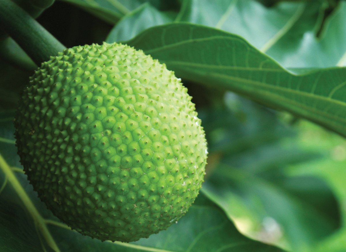 Things you need to know about the Breadfruit - Dig It Right | Dig It Right