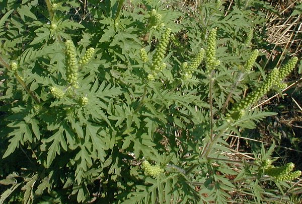 Ragweed; what is it you need to know about them - Dig It Right | Dig It ...