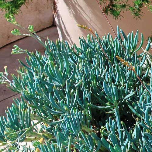 The simple but striking Blue Chalksticks - Dig It Right | Dig It Right
