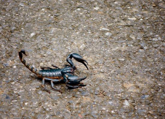 Scorpions and their hostile nature on your garden - Dig It Right | Dig ...