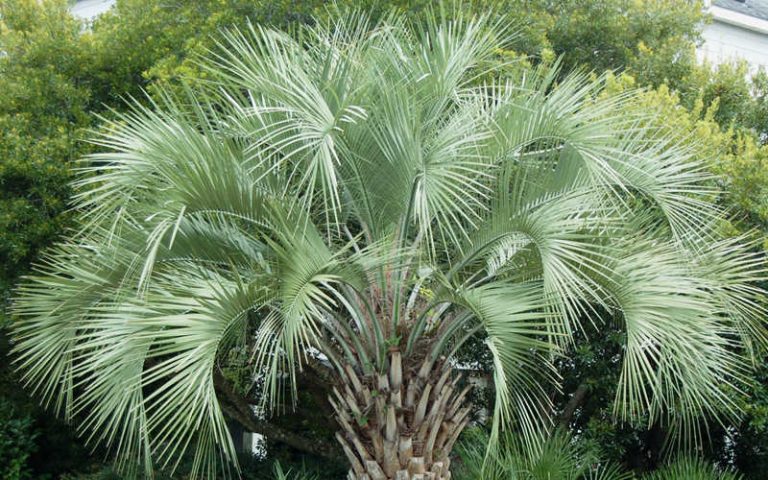 Pindo Palm trees; guiding you through its reproduction - Dig It Right ...