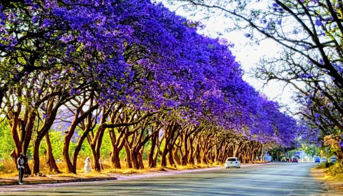 Why is everyone fascinated about the Jacaranda Tree - Dig It Right ...