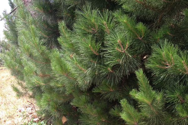 Time to grow some Aleppo Pine trees - Dig It Right | Dig It Right
