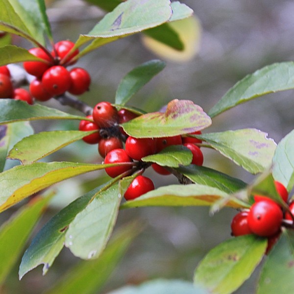 Compact but still of beauty; the Possumhaw holly - Dig It Right | Dig ...