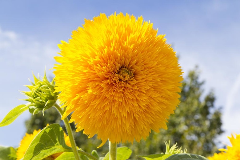 So fluffy and so adorable is the Teddy Bear Sunflower - Dig It Right ...