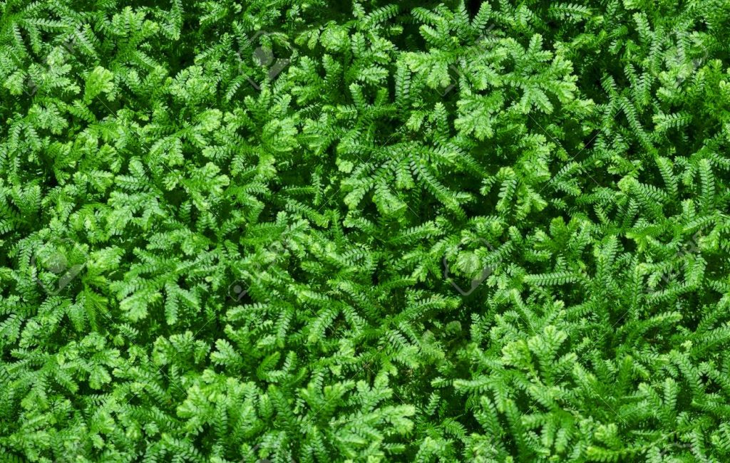 How grow and care for Spikemoss fern plants - Dig It Right | Dig It Right